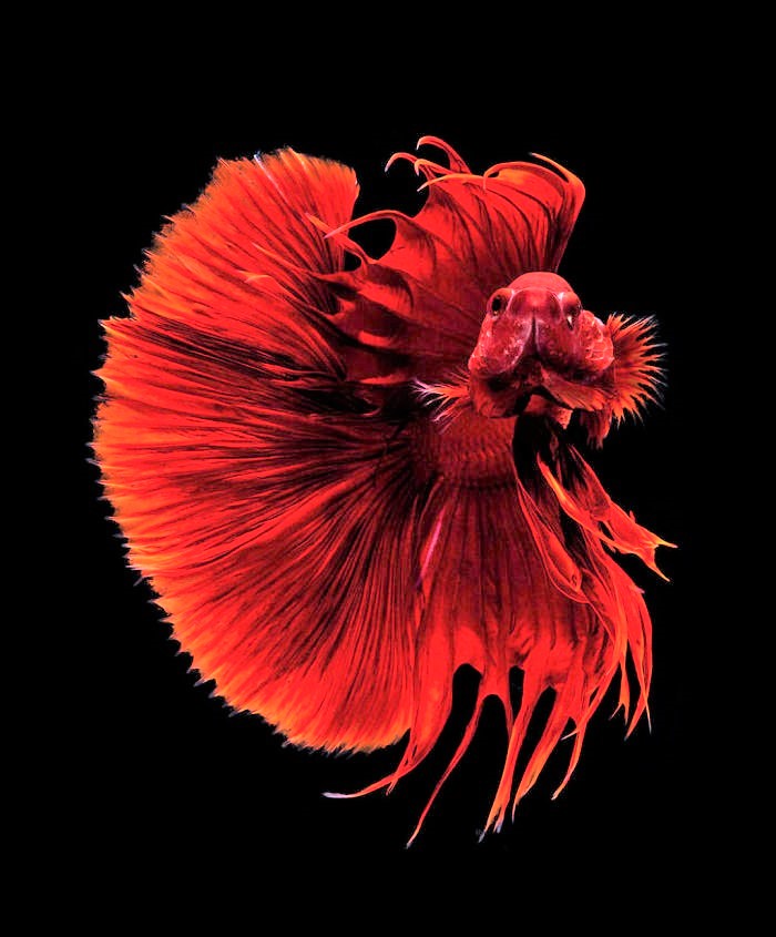 Visarute Angkatavanich – Sunday Evening Art Gallery